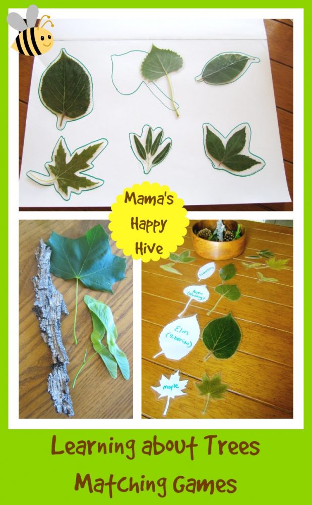 Botany 101 for Toddlers: Our Study of Trees - Mama's Happy Hive