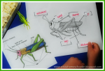 25 Kid Friendly Insect Activities and Printables - Mama's Happy Hive
