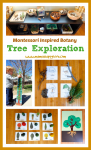 Montessori Inspired Botany Tree Exploration - Mama's Happy Hive