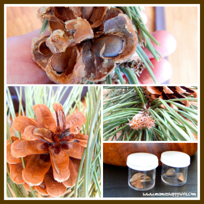 Montessori Inspired Botany Tree Exploration - Mama's Happy Hive