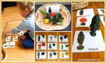 Montessori Inspired Botany Tree Exploration - Mama's Happy Hive