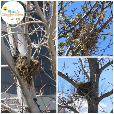 Build a Bird Nest - Mama's Happy Hive