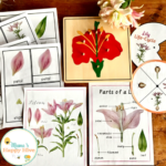 Montessori Botany: Examining the Parts of a Flower