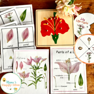 Montessori Botany: Examining the Parts of a Flower