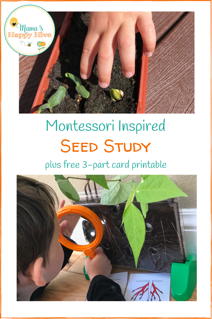 Montessori Inspired Seed Study for Preschool Science