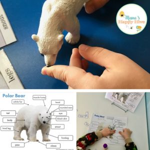 Montessori Arctic Activities and Printables including Polar Bears