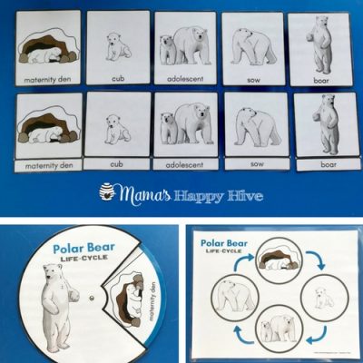 Montessori Arctic Activities and Printables including Polar Bears