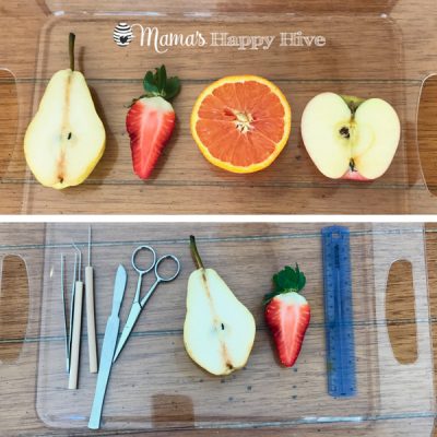 Montessori Inspiration Fruit Science for Kids