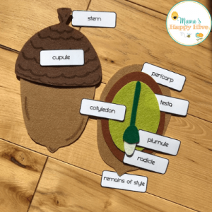 DIY Felt Acorn Parts and Oak Tree Life-Cycle with Free Printable Template