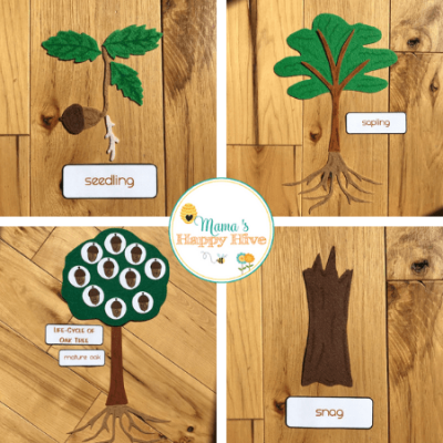 DIY Felt Acorn Parts and Oak Tree Life-Cycle with Free Printable Template