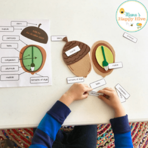 DIY Felt Acorn Parts and Oak Tree Life-Cycle with Free Printable Template